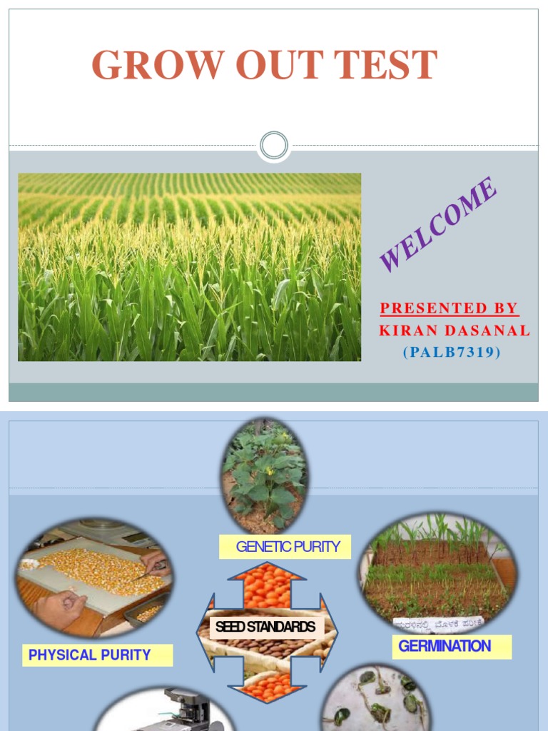 Grow Out Test: Presented by Kiran Dasanal | Download Free PDF | Sowing ...