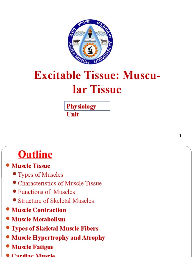 Physiology U-4 Excitable Muscle Tissue | PDF | Skeletal Muscle ...