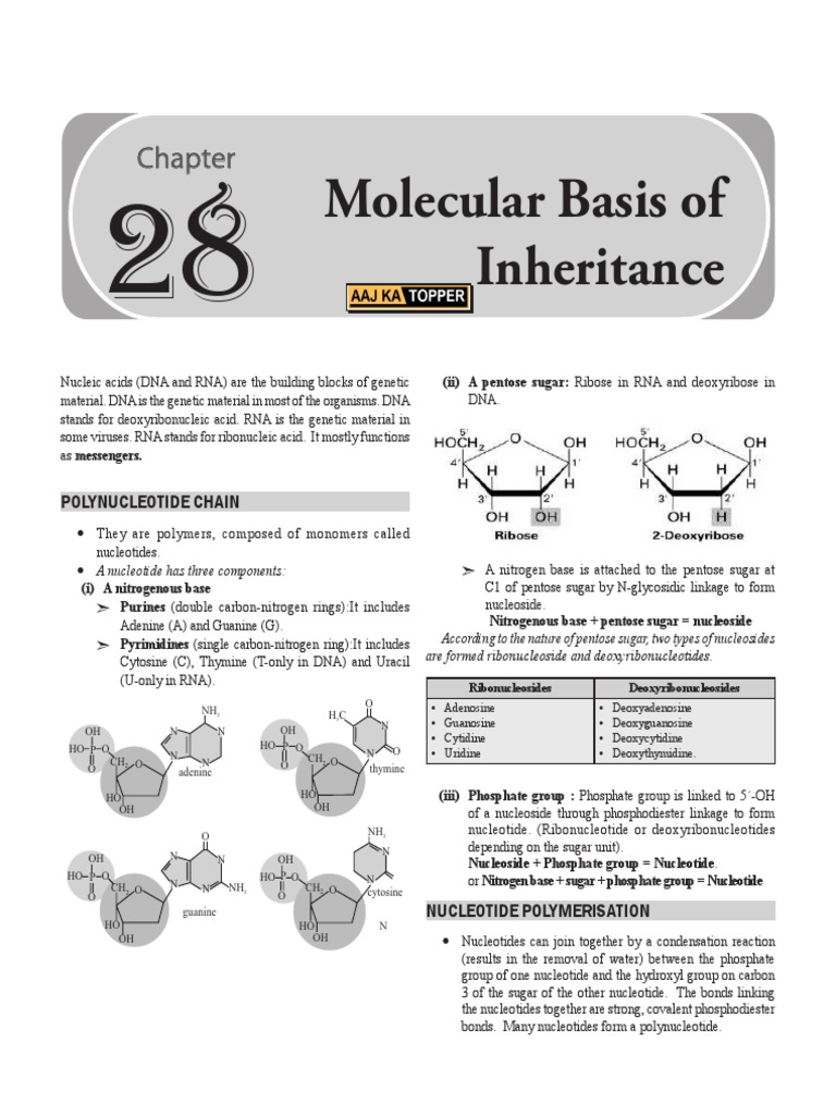Molecular Basis of Inheritance | PDF | Dna Replication | Dna