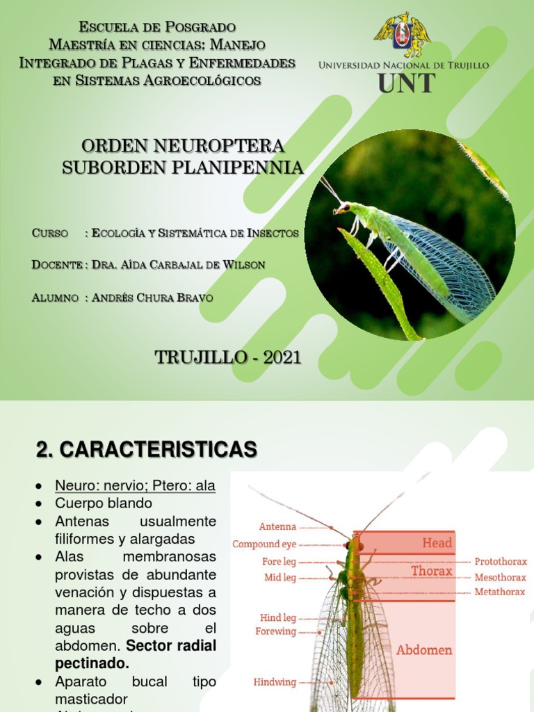 Neuroptera | PDF | Hexapoda | Ordenes de insectos