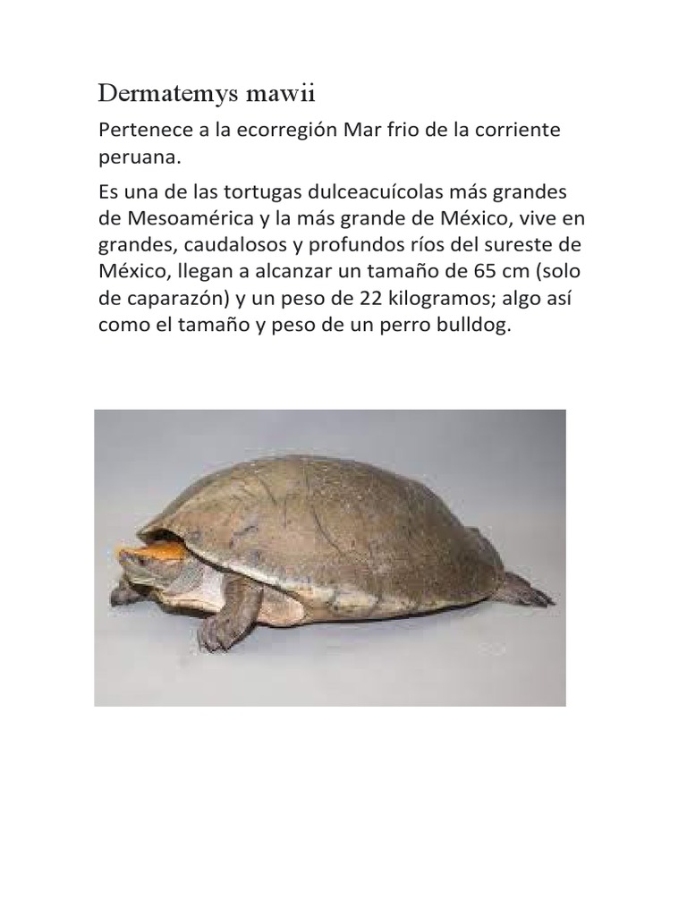 Dermatemys Mawii | PDF