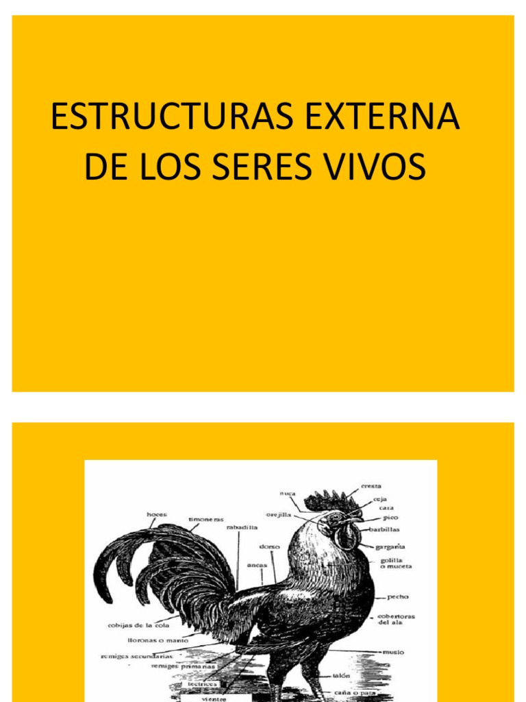 Estructuras Externa de Los Seres Vivos | PDF