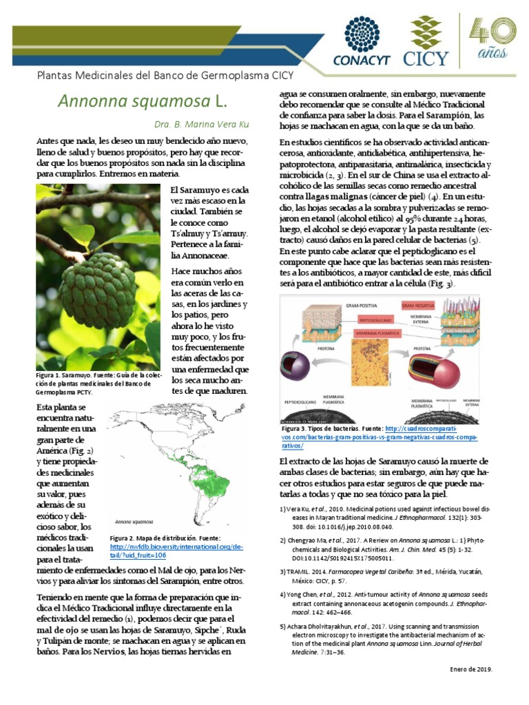 Propiedades Medicinales del Saramuyo | PDF | Botánica | Medicina CLINICA