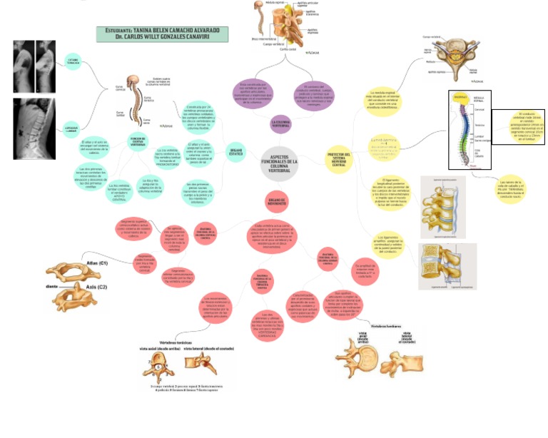 Mapa Mental Aspectos Funciones De La Columna Vertebra - vrogue.co Mapa Mental Aspectos Funciones De La Columna Vertebra - vrogue.co