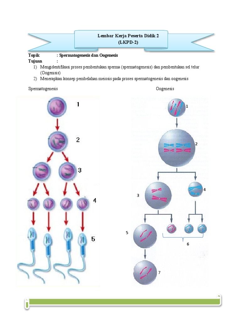 LKPD Sistem Reproduksi | PDF