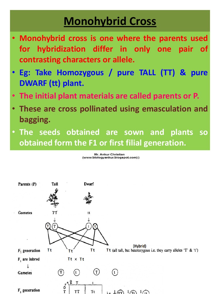 Chapter 3. Principles of Genetics - Monohybrid and Dihybrid Cross | PDF