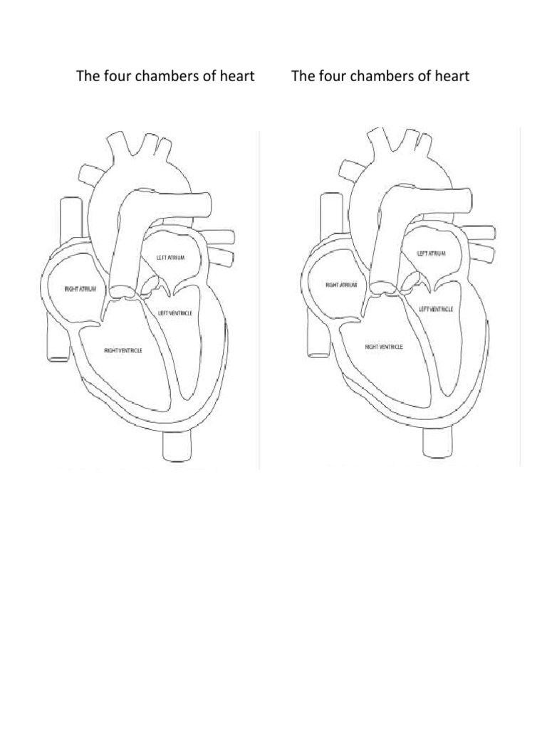 the-four-chambers-of-heart-pdf