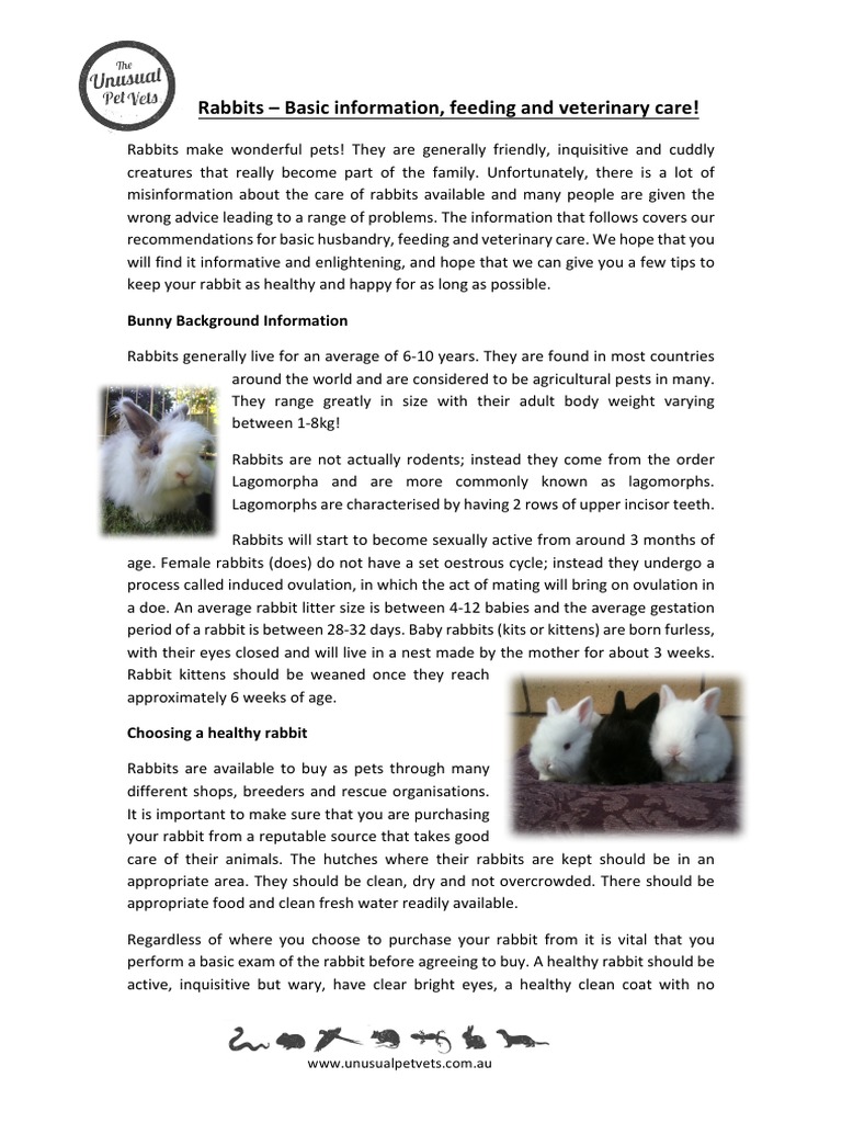 Rabbit Care Sheet Session 3 | PDF | Rabbit
