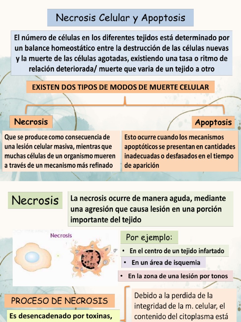 Necrosis celular y apoptosis | PDF