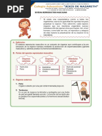 Anatomía del Cuerpo de Highmore | PDF | Testículo | Próstata