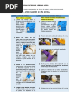 GUÍA de PROCEDIMIENTOS Control de La Diuresis | PDF | Vejiga urinaria ...
