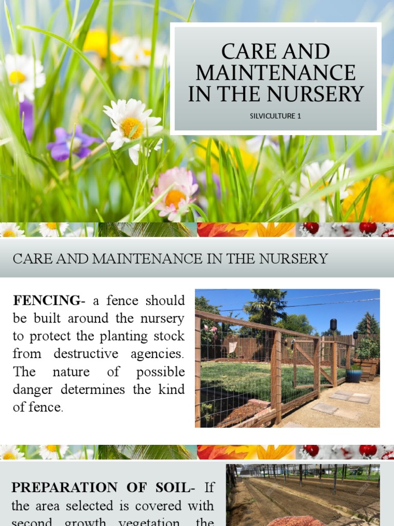 Care and Maintenance in The Nursery | PDF | Plant Nursery | Mulch