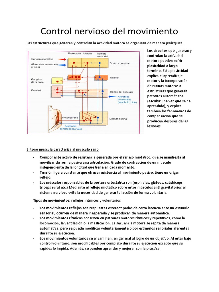 4-Control nervioso del movimiento - copia | PDF | Músculo esquelético ...