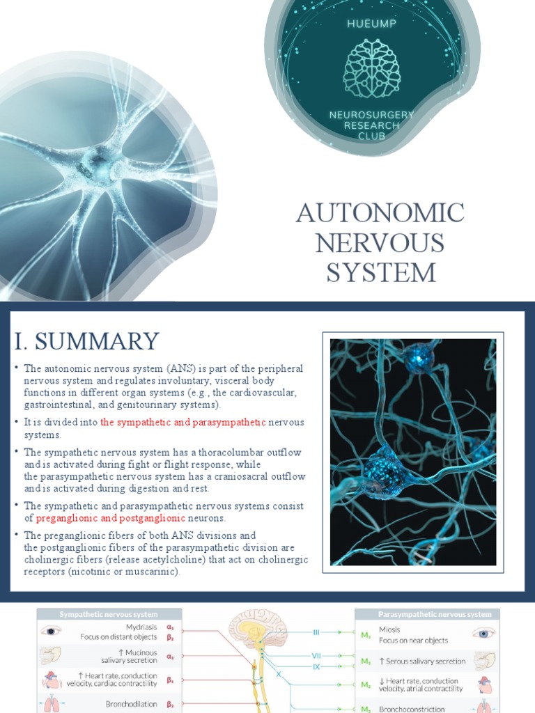 Autonomic Nervous System | Download Free PDF | Autonomic Nervous System ...
