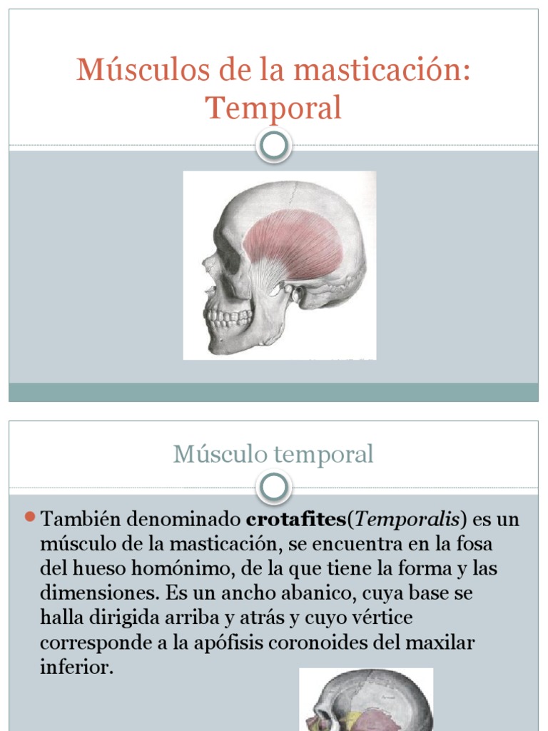 Músculo Temporal: Anatomía y Función | PDF