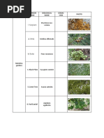 List of Trees and Their Botanical Names | PDF | Trees | Plants