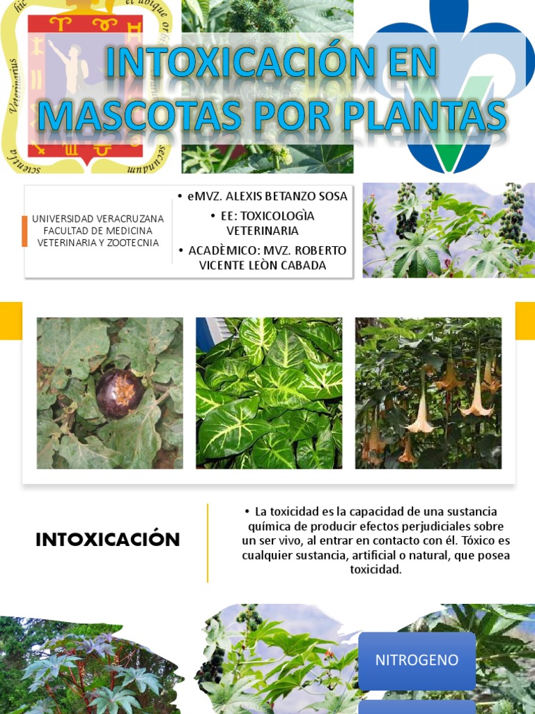 Plantas Tóxicas y su Impacto en Mascotas | PDF | Hoja | Calcio