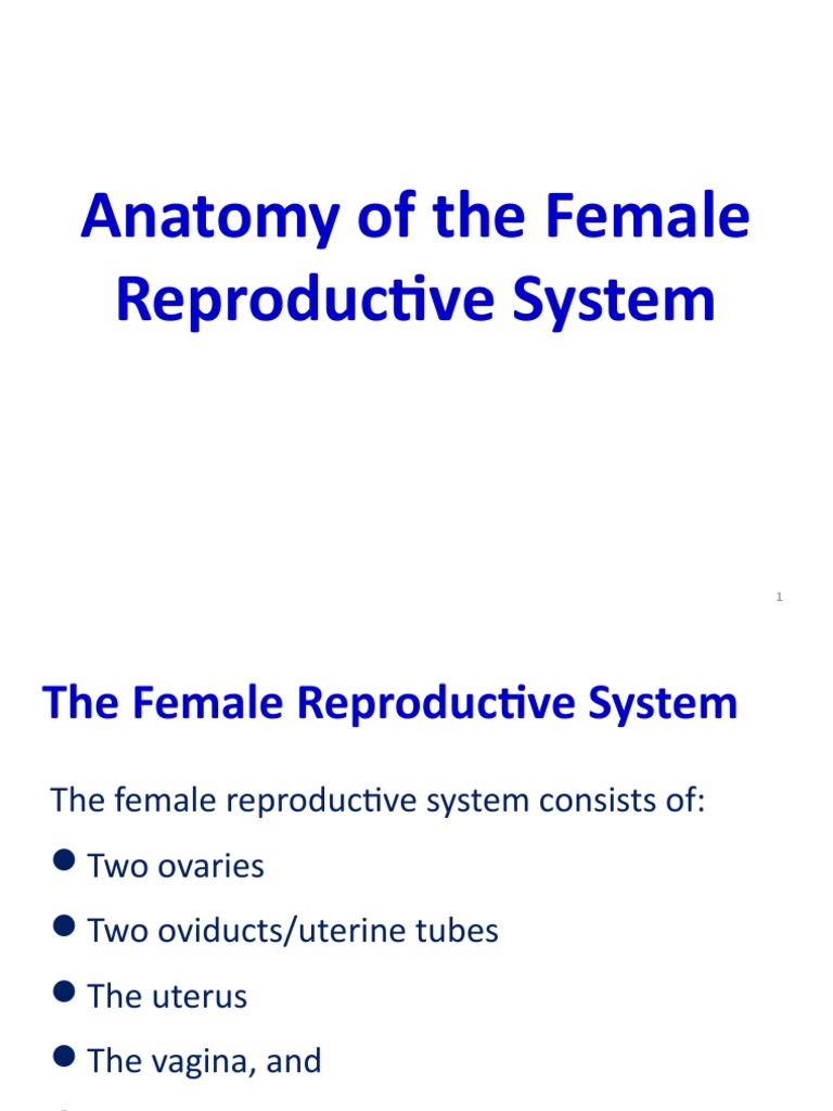 Anatomy of The Female Reproductive System | PDF | Uterus | Labia