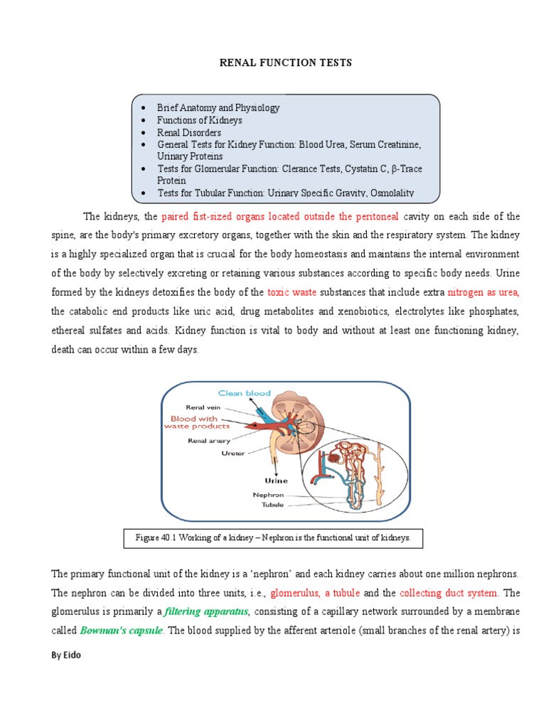 Renal Function Tests | PDF | Creatinine | Kidney