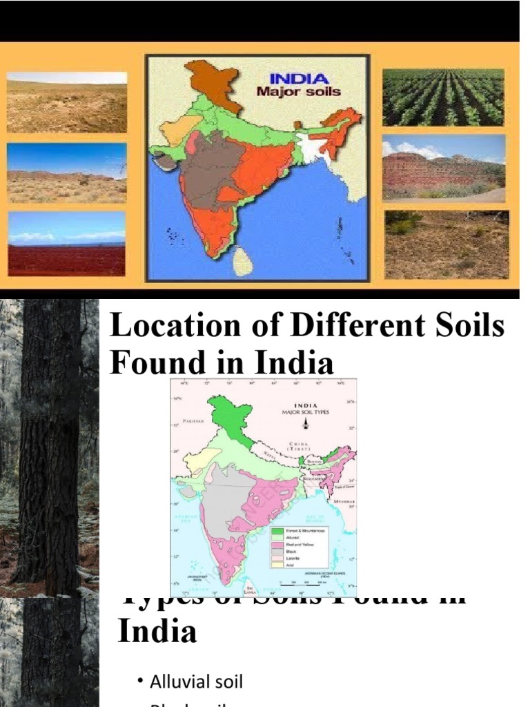 Soils of India - Map Practice | PDF | Soil | Physical Geography