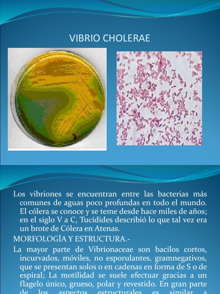 Clase # 11 Vibrio Cholerae | PDF | Diarrea | Las bacterias