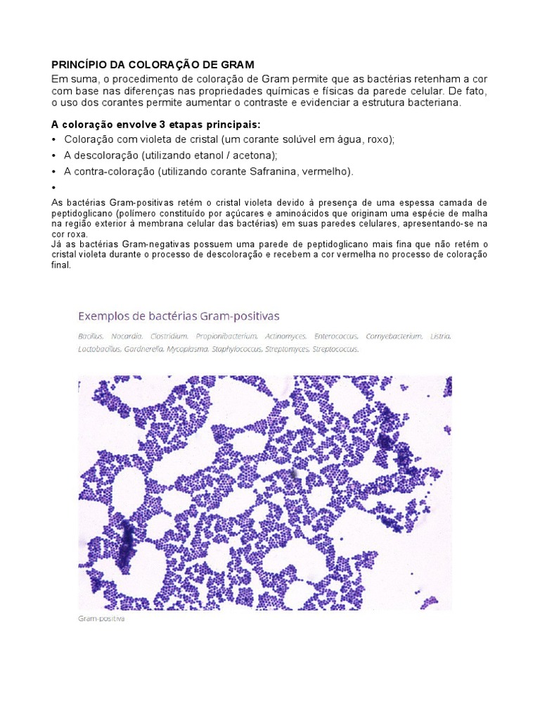 PRINCÍPIO DA COLORAÇÃO DE GRAM | PDF