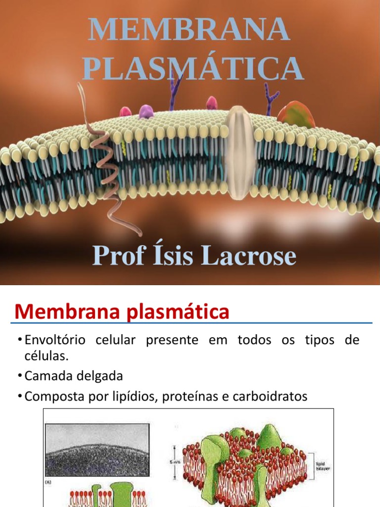 Membrana Plasmatica | PDF | Membrana celular | Fosfolipídeo
