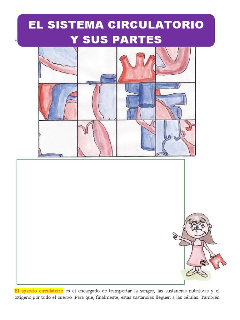 El Sistema Circulatorio | PDF