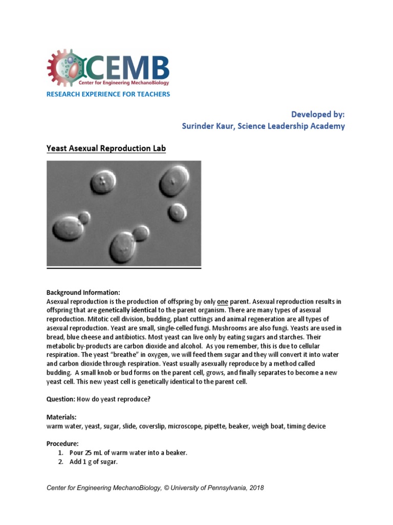 Yeast Asexual Reproduction Lab: Research Experience For Teachers | PDF ...