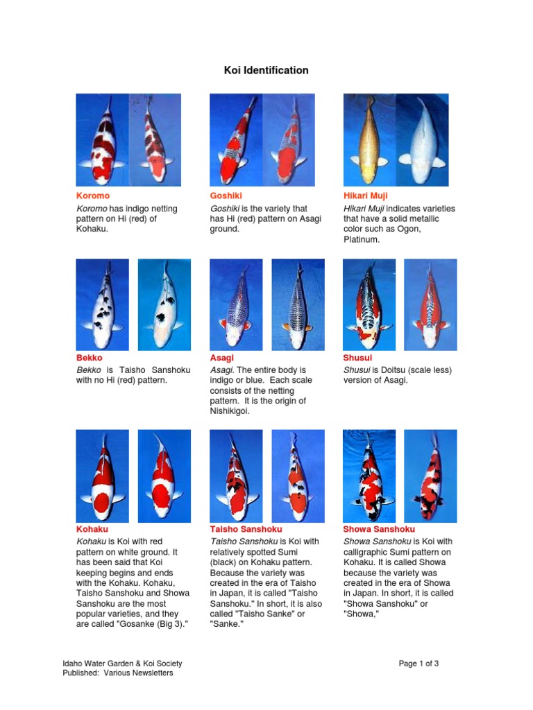 Fish_Koi-Identification | PDF | Fish | Animals Kept As Pets