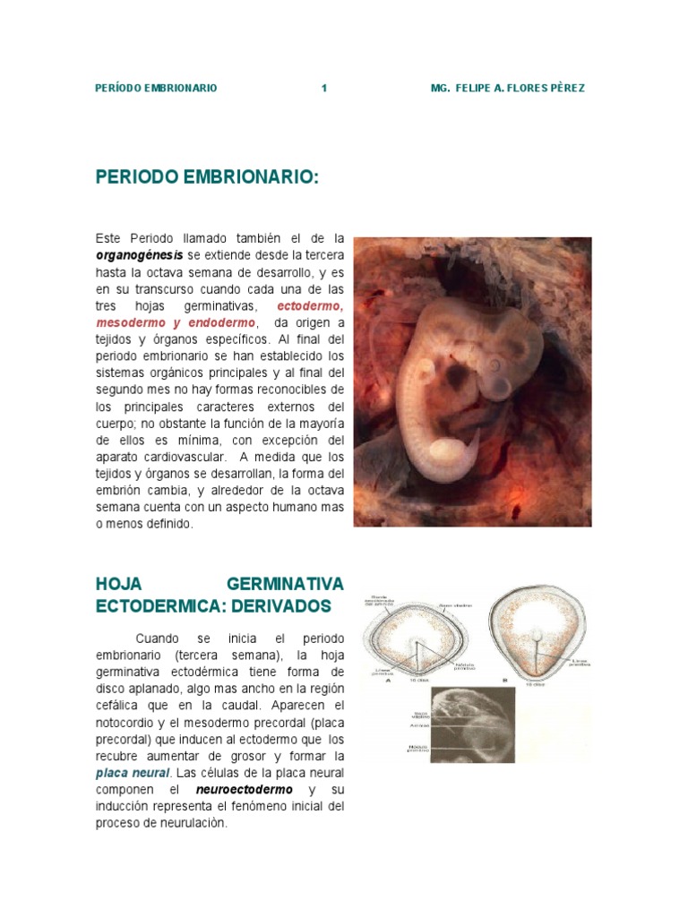 4 Periodo Embrionario Pdf Zoología Anatomía
