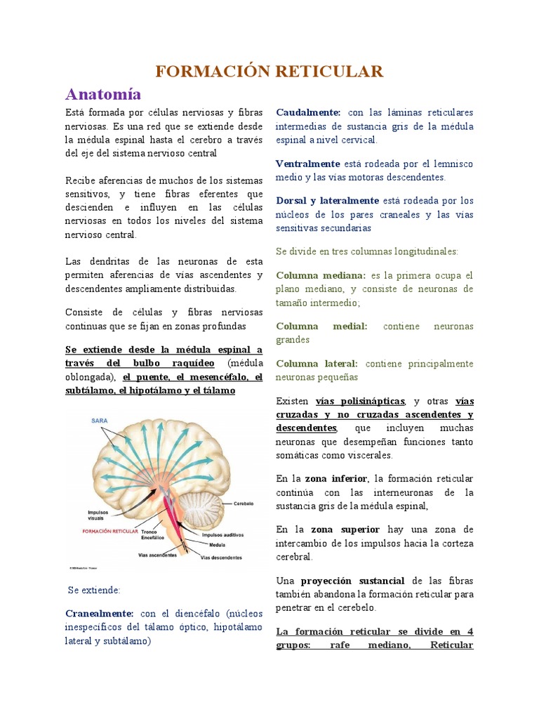 Formación Reticular Pdf Cerebelo Cerebro