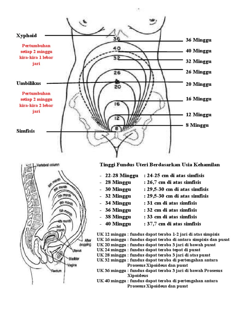 TFU Berdasarkan Usia Kehamilan | PDF