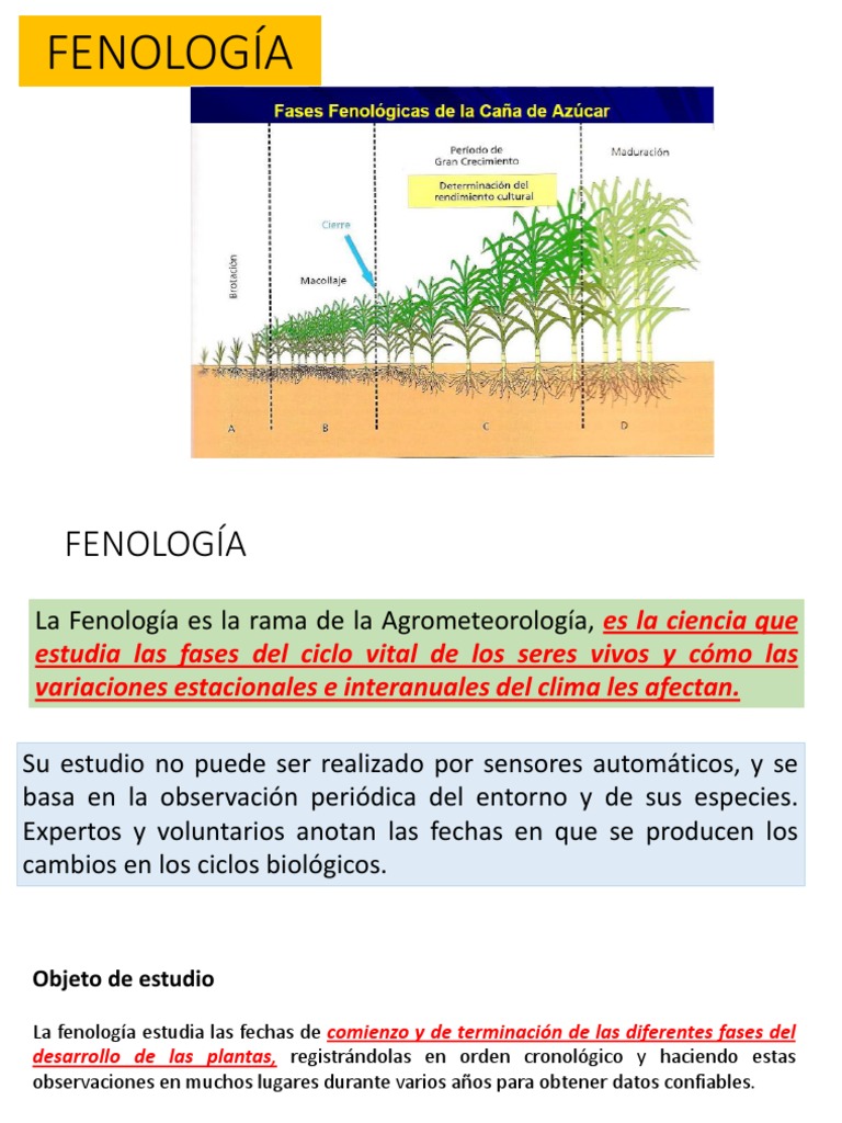 FENOLOGÍA | PDF | Agricultura | Plantas