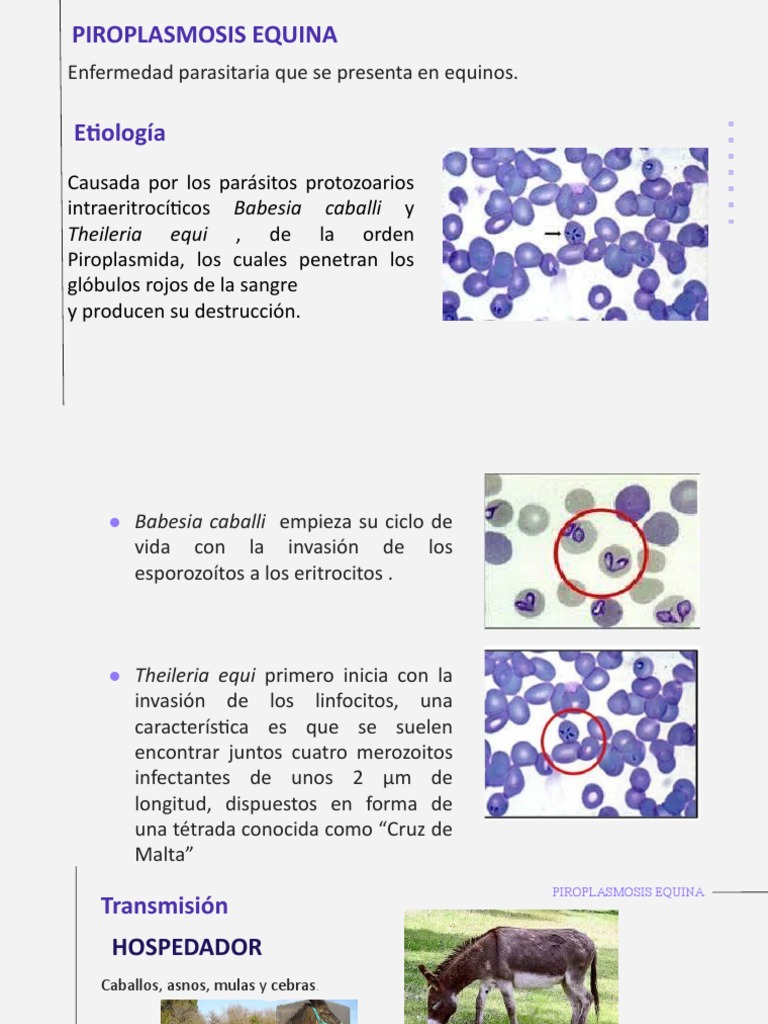 Piroplasmosis Equina: Causas y Tratamiento | PDF | Medicina ...
