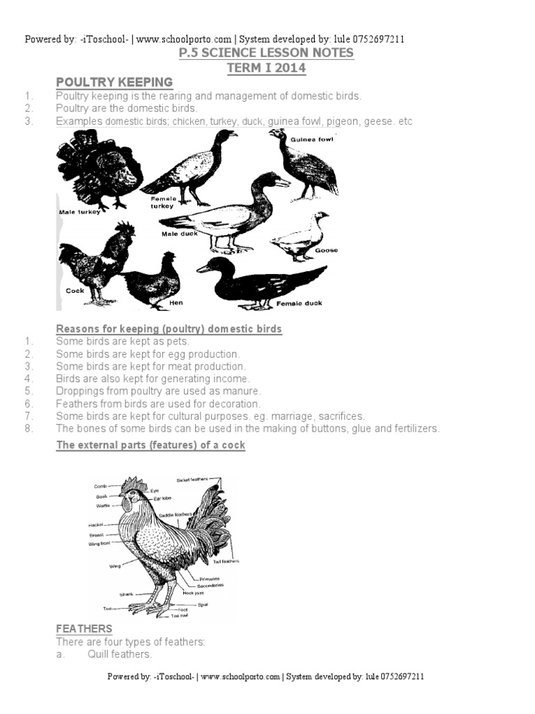 P.5 Science Lesson Notes TERM I 2014 Poultry Keeping: Domestic Birds ...