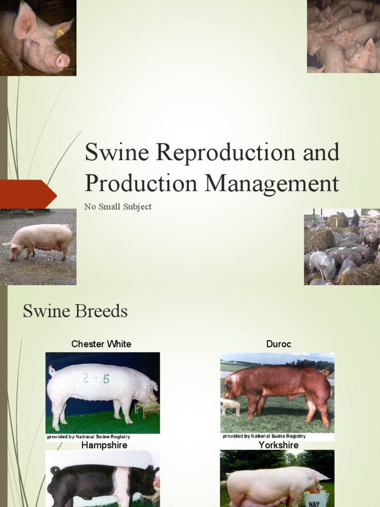 Swine Reproduction and Production Management: No Small Subject | PDF ...