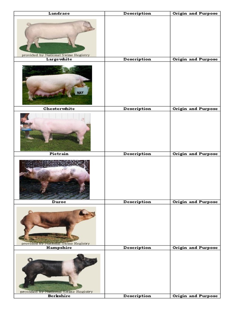 Breeds of Pigs Final | PDF | Breeds | Mammal Breeds