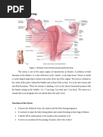 Obstetrics and Gynaecology Instruments | PDF | Vagina | Uterus