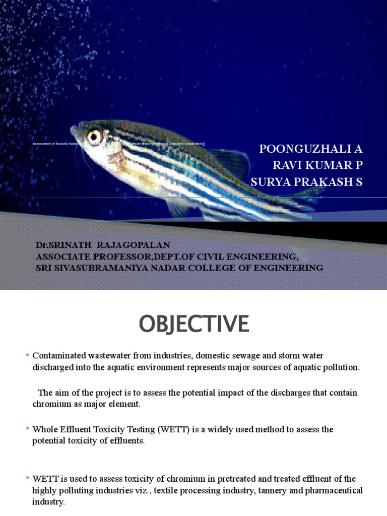 Zebrafish PPT Final | Download Free PDF | Sewage | Water Pollution