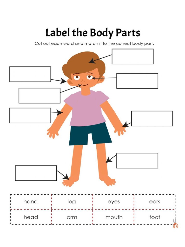 Class 6E - Body Parts - Cut Out and Glue | PDF