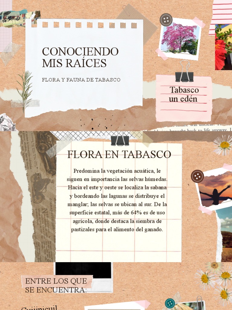 La flora y fauna de Tabasco: Conociendo las especies autóctonas de esta ...