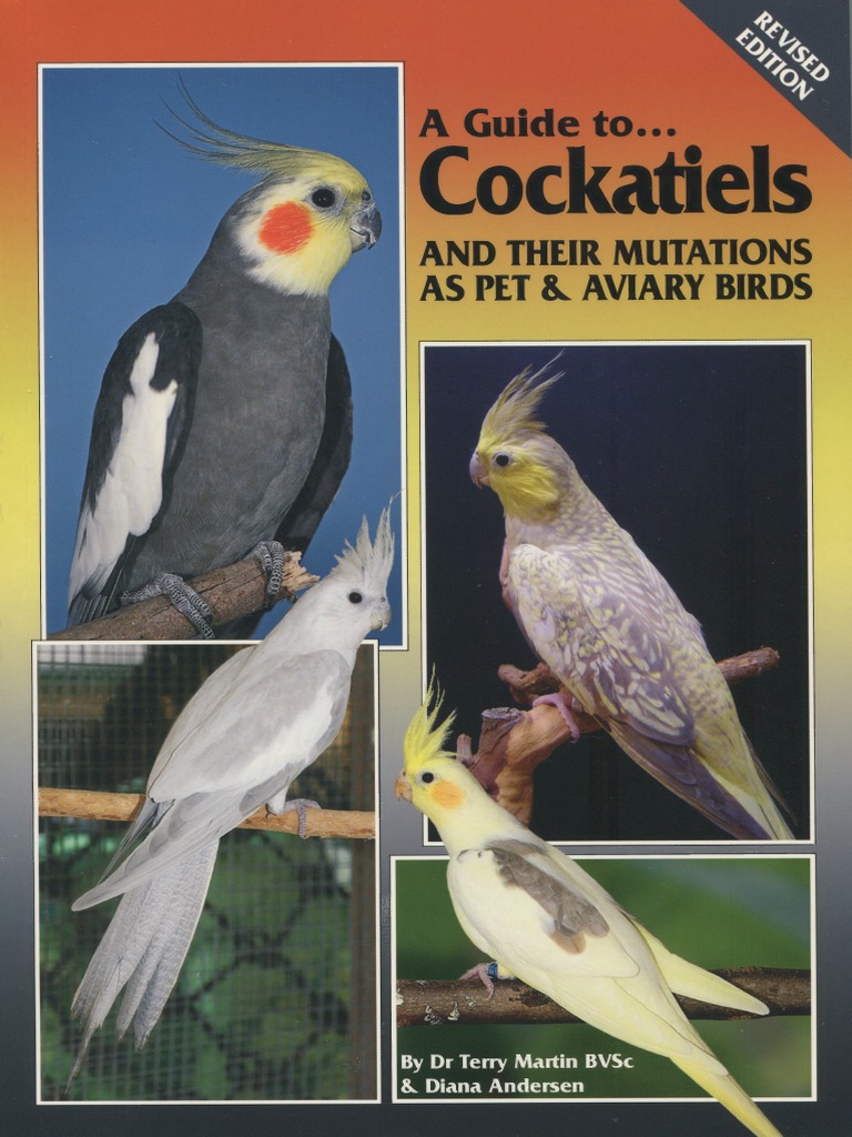 A Guide To Cockatiels | PDF | Birds | Parrot