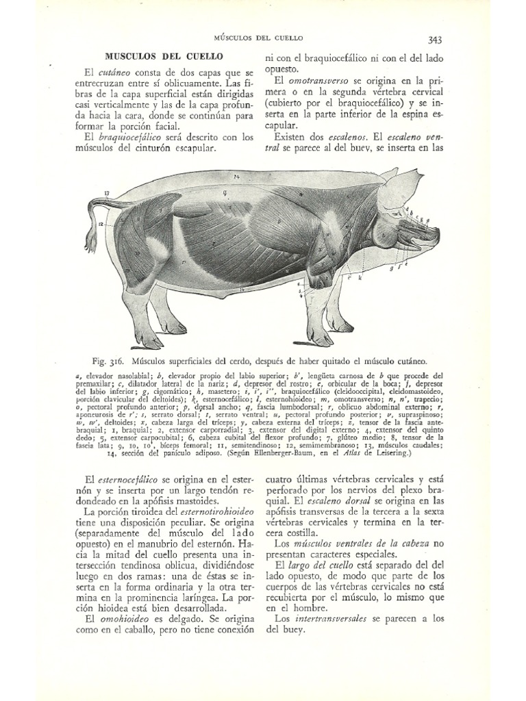 Musculos Del Cerdo | PDF