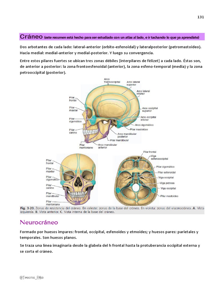 Anatomía detallada del cráneo y sus estructuras internas y externas ...