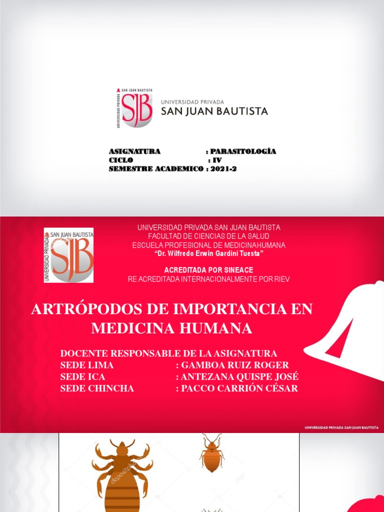 Clase 12. Mosquitos, Triatominos, Moscas y Cucarachas | PDF | Insectos ...