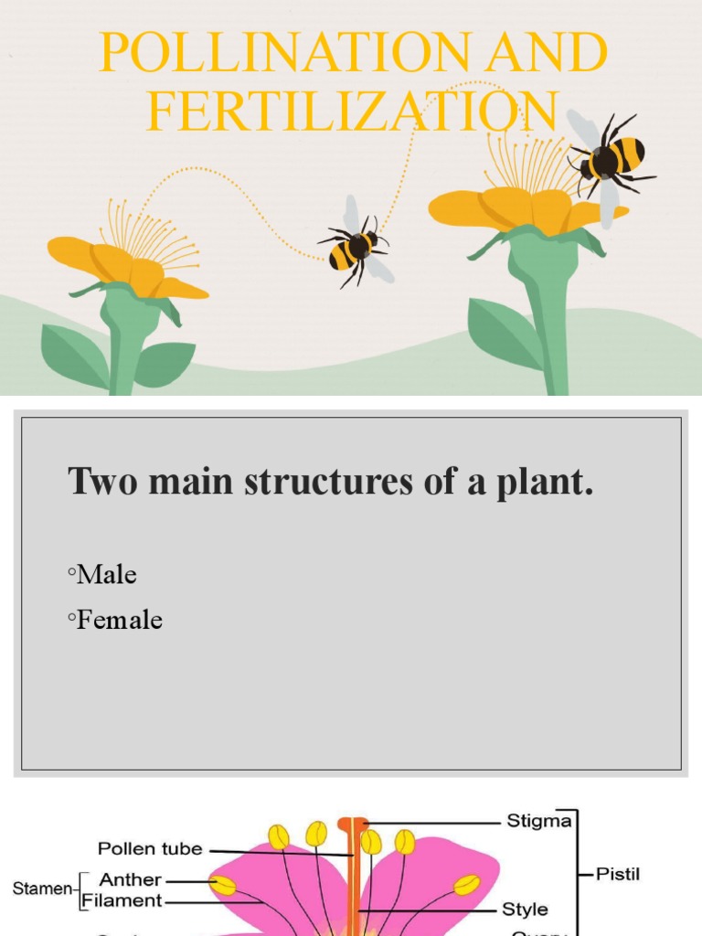 Pollination and Fertilization | PDF