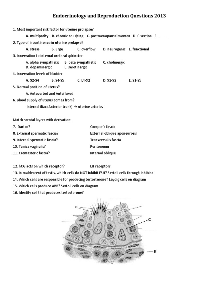Endocrinology and Reproduction Questions 2013 | PDF | Thyroid ...