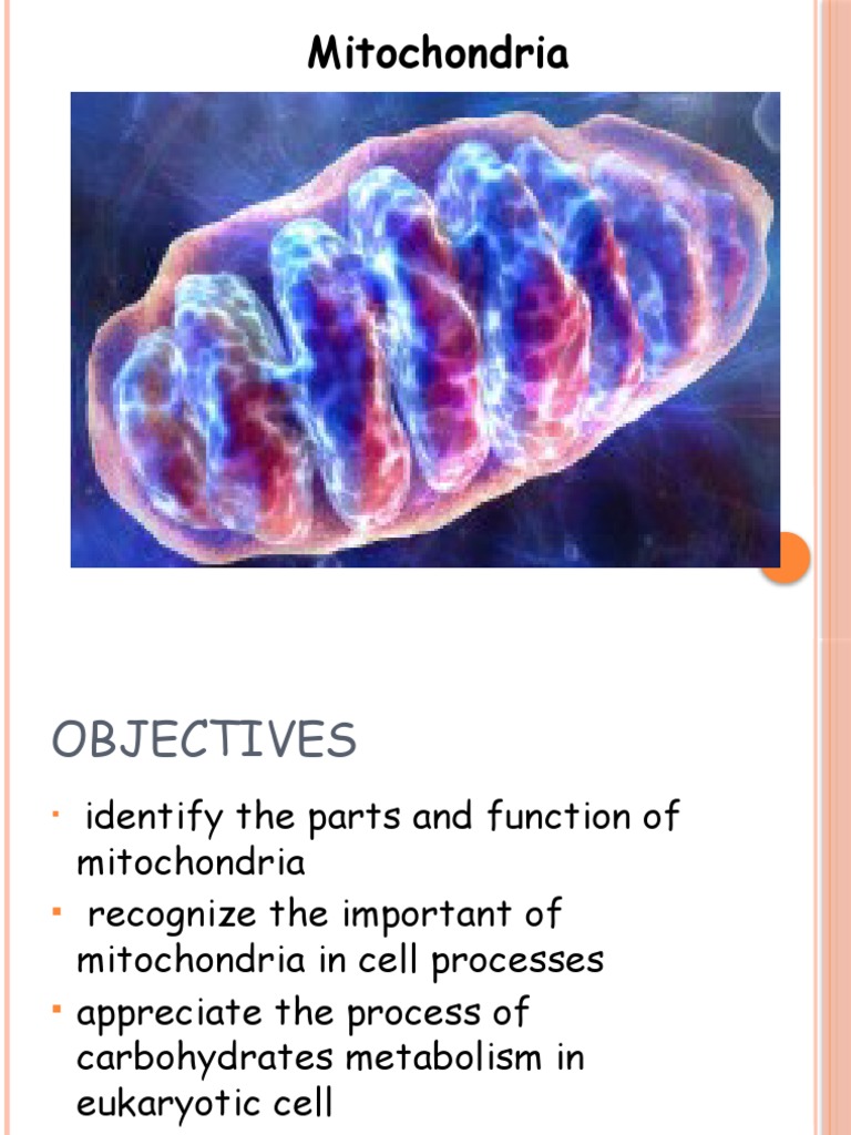 Mitochondria | PDF | Mitochondrion | Cell (Biology)