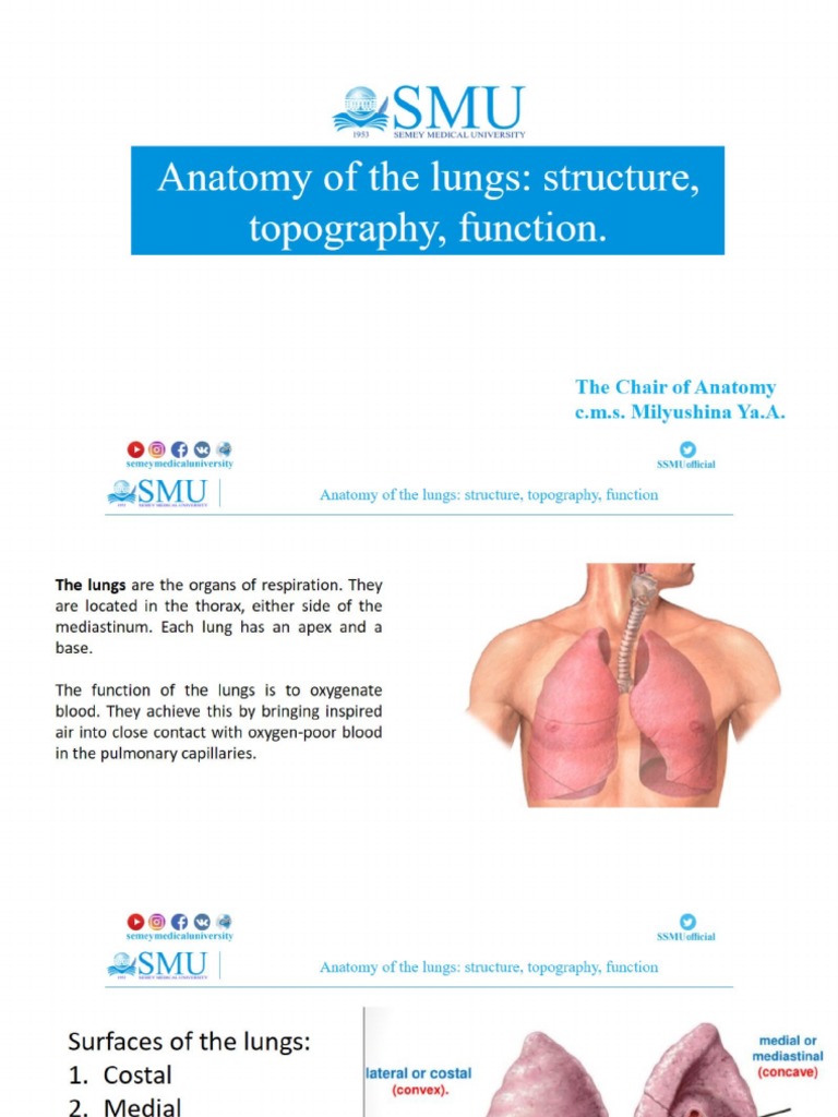 Anatomy of The Lungs - Structure, Topography, Function. | PDF